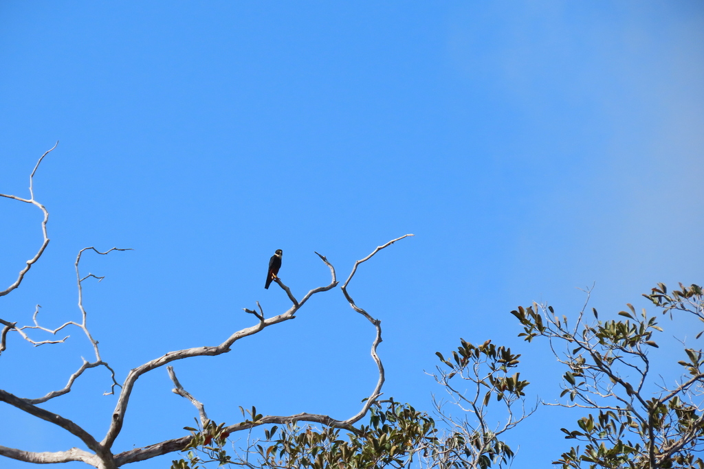 Bat Falcon from Caño Bocon, Inírida, Guainia, Colombia on July 1, 2024 ...