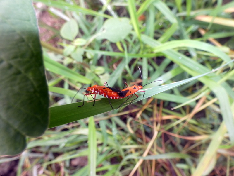 Indian Cotton Stainer from Phetchaburi, Thailand on July 20, 2024 at 07 ...