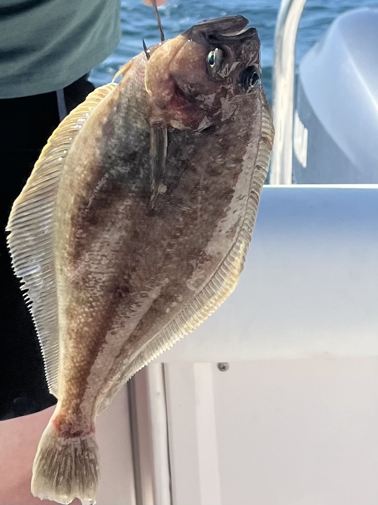 Pacific Sanddab from Puget Sound, Oak Harbor, WA, US on July 19, 2024 ...