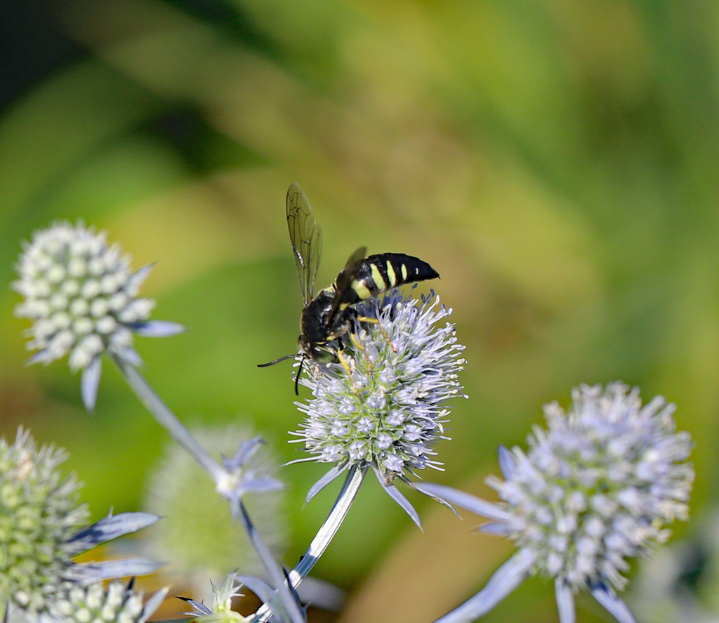 Four-banded Stink Bug Wasp from Lynn Lane, Tulsa, OK, USA on July 19 ...