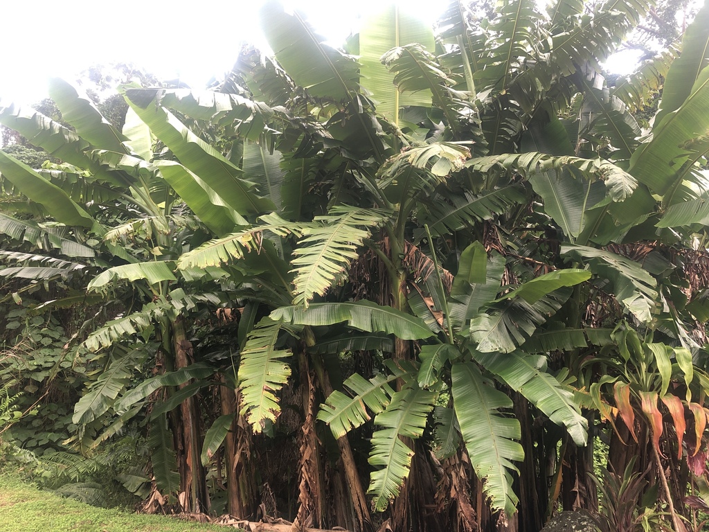 fe'i banana from Cook Islands on May 22, 2019 at 10:41 AM by Gabe ...