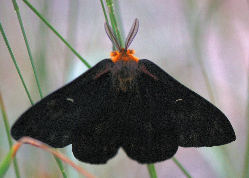 Western Sheep Moth from Luginbuhl Ranch Upper Meadow, Deetz Rd ...