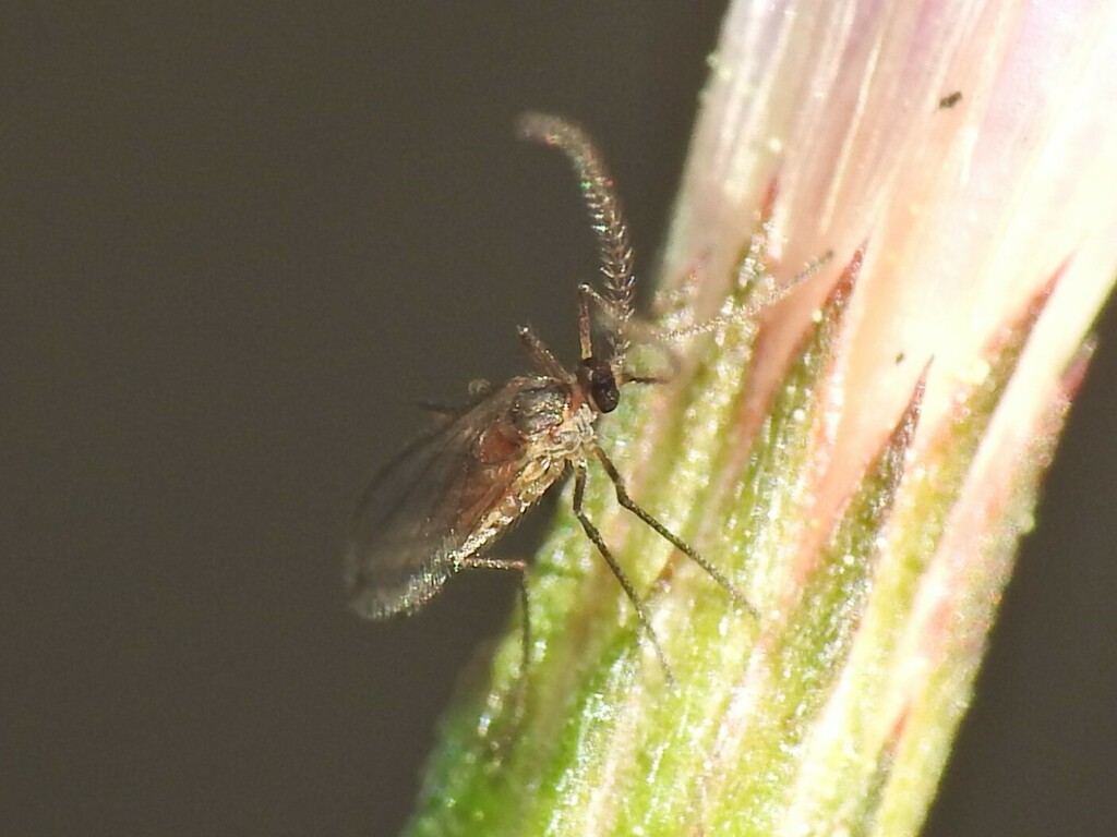 Gall and Forest Midges from Tuan Forest QLD 4650, Australia on July 20 ...