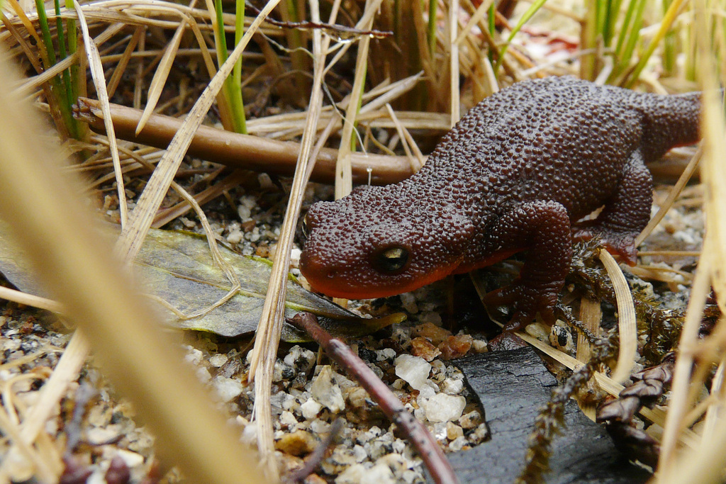Rough-skinned Newt from McDonald Lake, Ketchikan Gateway Borough, AK ...