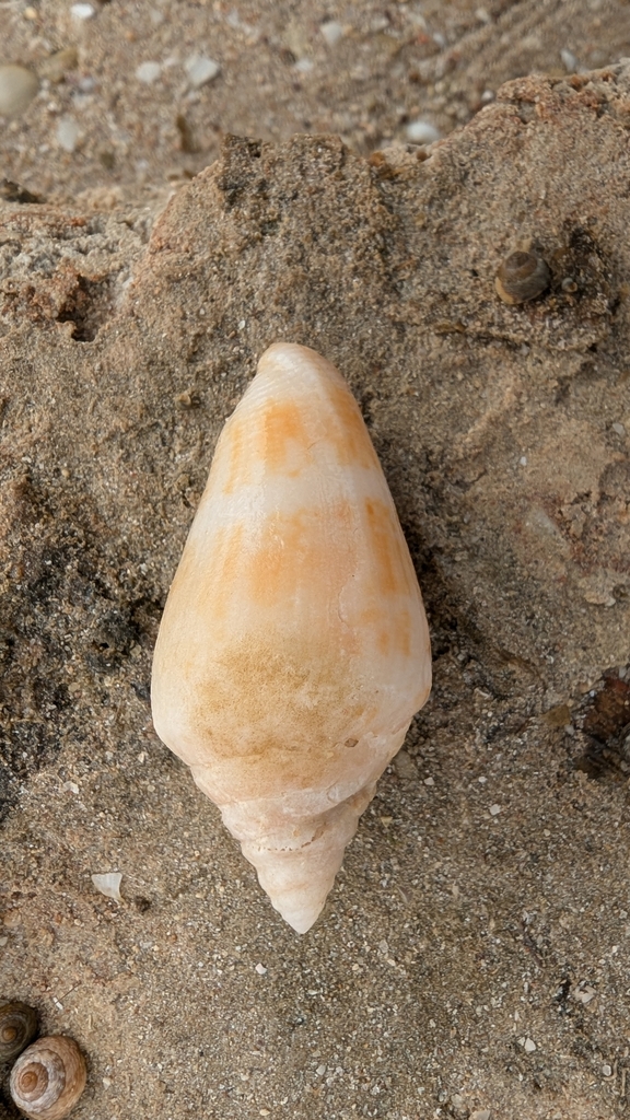Conus compressus in July 2024 by andamooka · iNaturalist