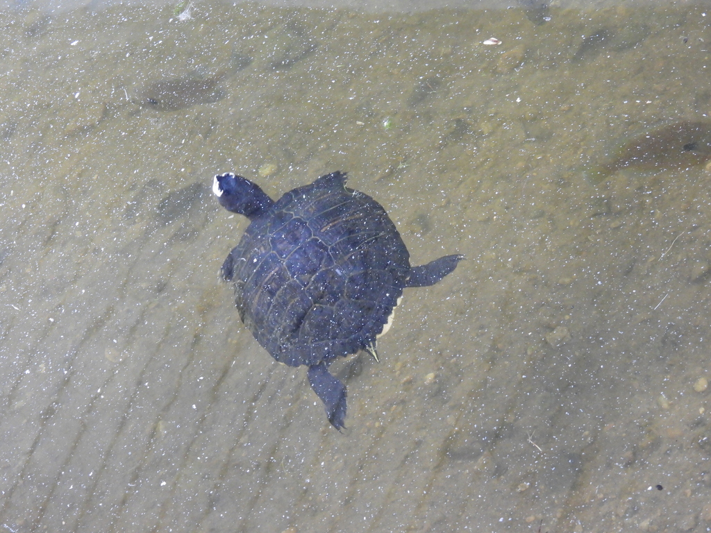 Deirochelyine Turtles from Lincoln Park, Chicago, IL, USA on July 01 ...