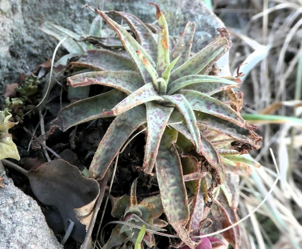 grassland red crassula from Mahogany Ridge, Pinetown, 3608, South ...
