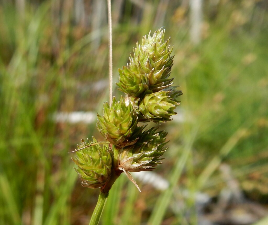 clustered sedge in July 2024 by John Scholze. Very large population of ...