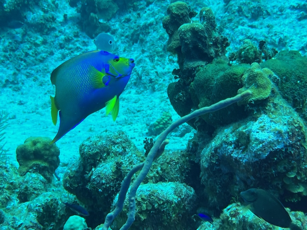 Queen Angelfish from North Atlantic Ocean, KY on June 18, 2023 at 03:16 ...