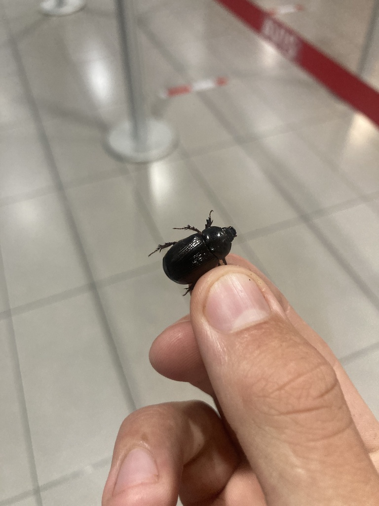 Sugarcane Beetle from Liberia, CR-GU, CR on July 19, 2024 at 09:07 PM ...
