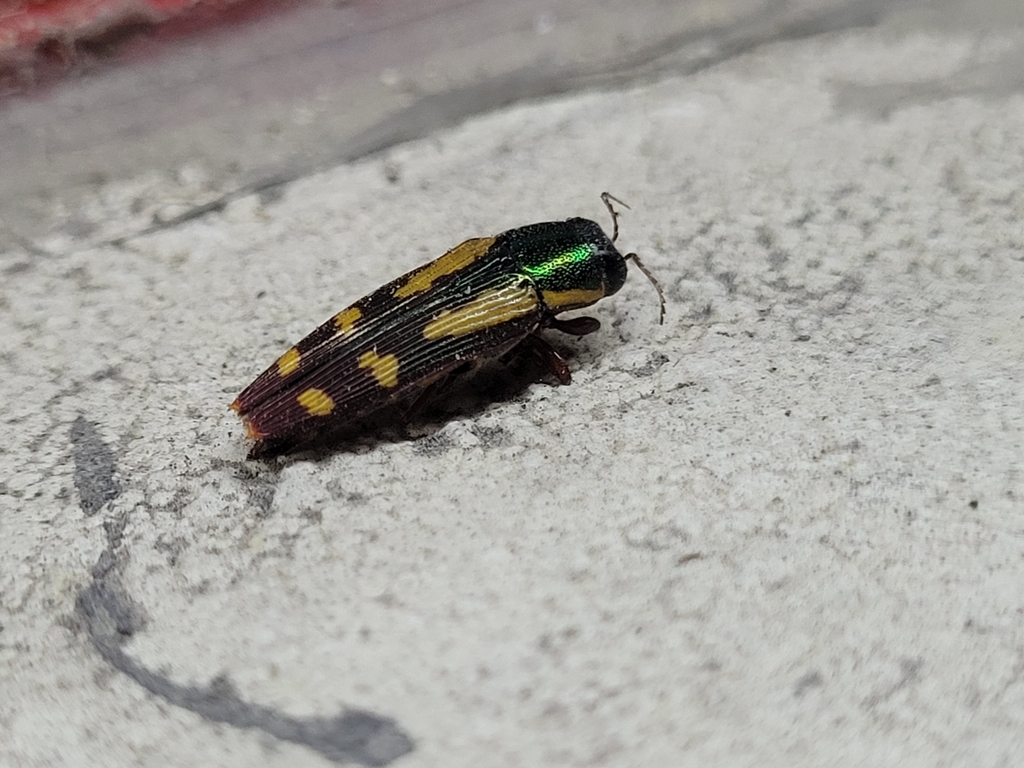 Red-legged Buprestis Beetle from Bevil Oaks, TX 77713, USA on July 16 ...
