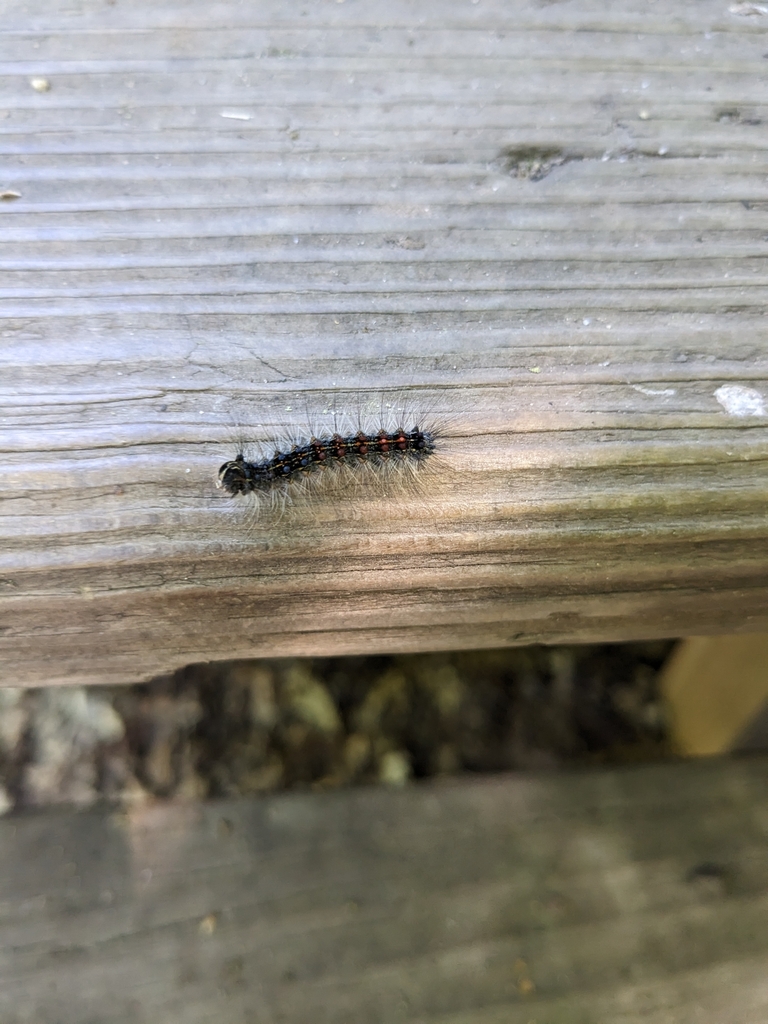 Spongy Moth from R63M+GC, Ontonagon, MI 49953, USA on June 14, 2024 at ...