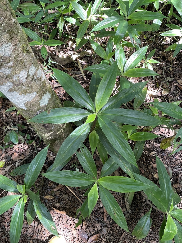 Pollia in July 2024 by Ren-Lee Deru · iNaturalist