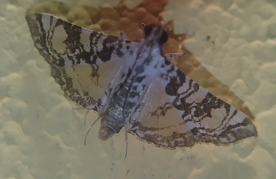 Swan plant flower moth from Nagpur, Maharashtra, India on July 18, 2024 ...