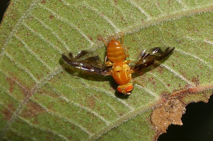 Caribbean Fruit Fly from deerfield beach on June 2, 2019 by Eridan ...
