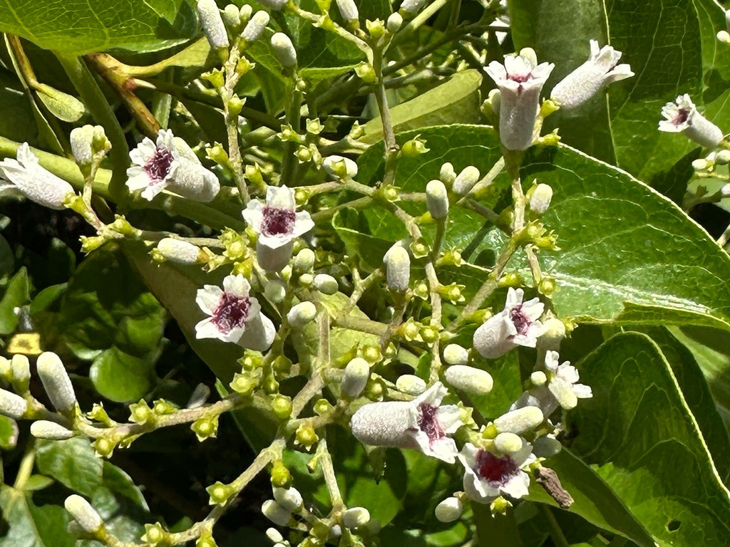 skunk vine from 温岭石塘半岛国家旅游度假区, 台州市, 浙江省, CN on July 20, 2024 at 01:27 ...