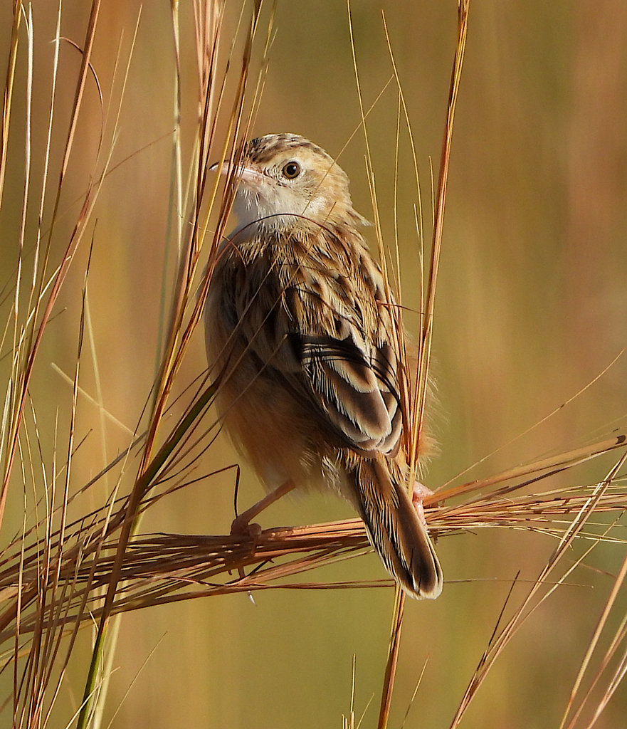 Desert Cisticola from Boskop Nature Reserve, South Africa on April 11 ...