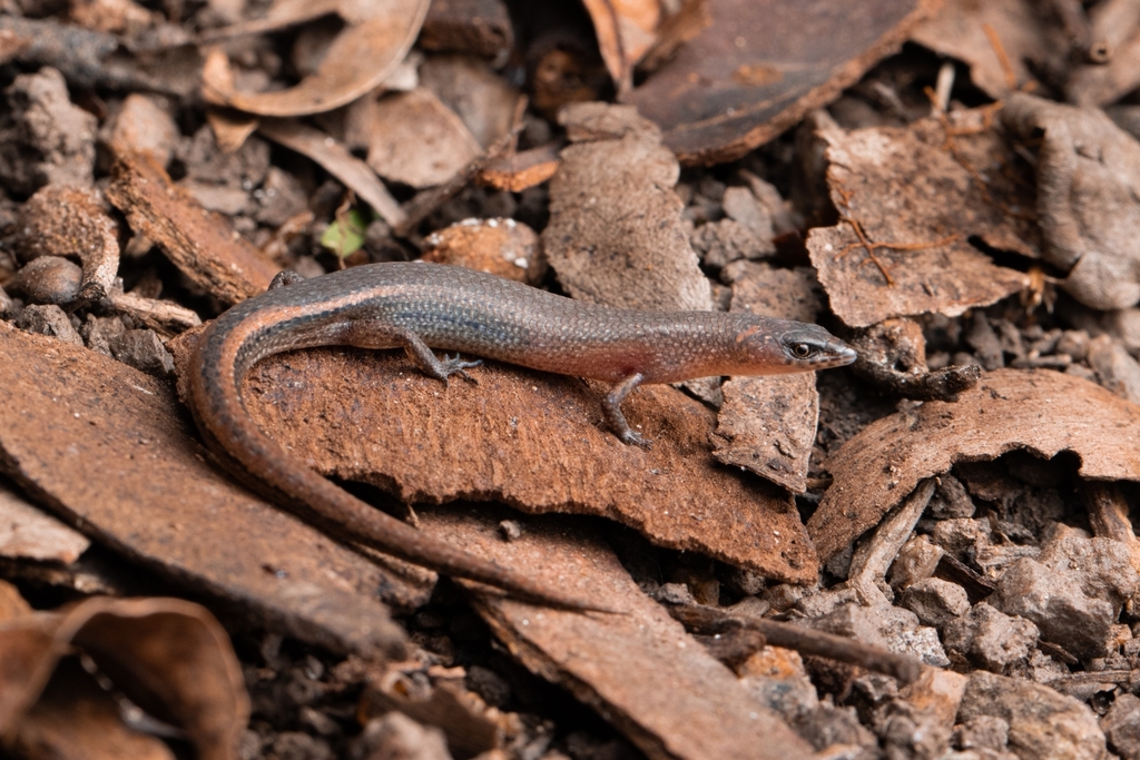Elf Skink from Alderley QLD 4051, Australia on July 20, 2024 at 01:51 ...