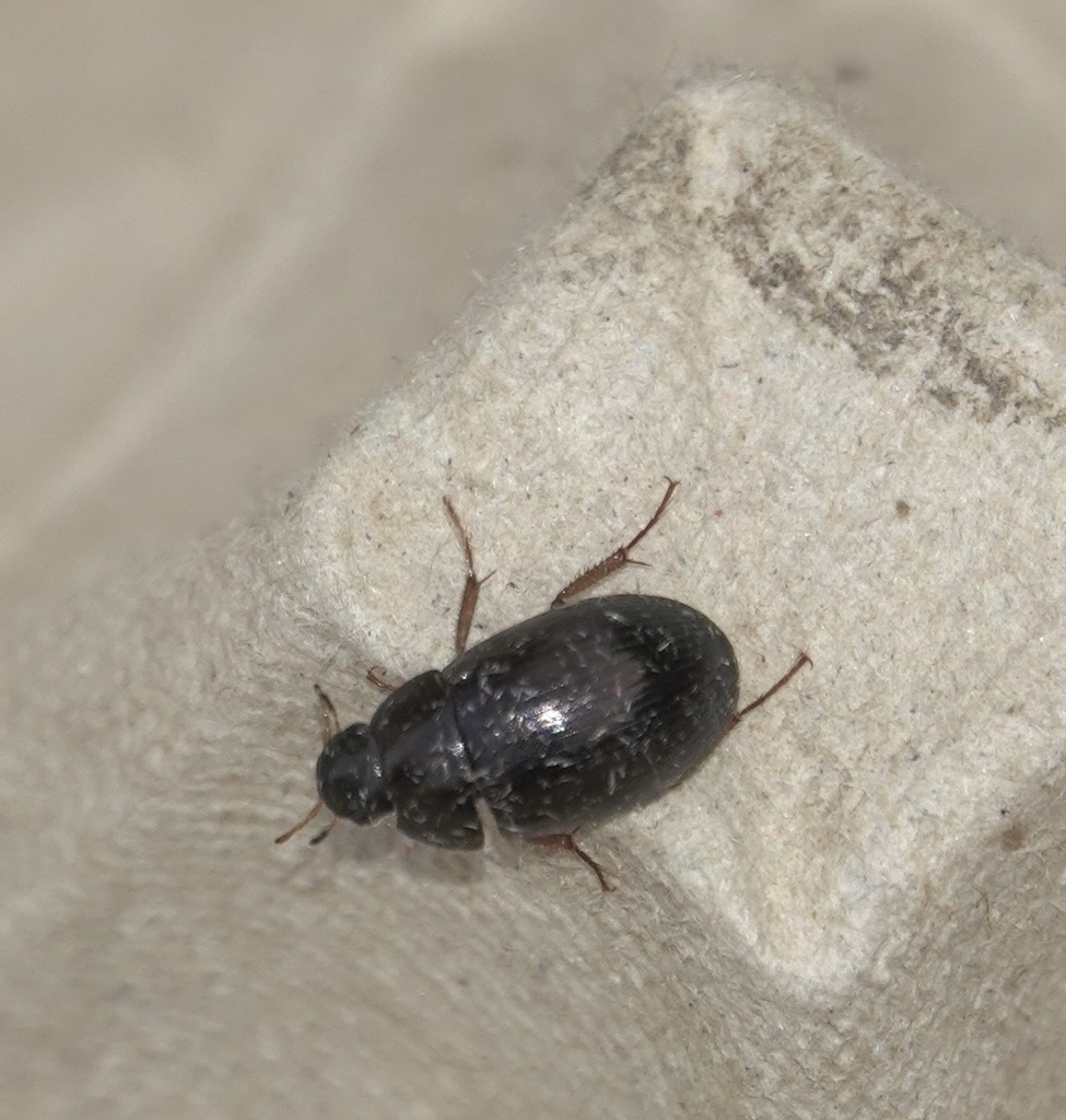Hydrobius from Newark-on-Trent, Newark NG24, UK on July 19, 2024 at 06: ...