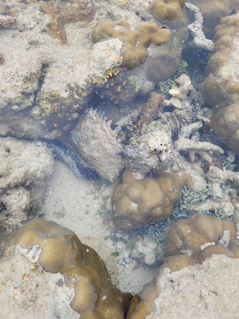 Pinctada from Mer Island QLD 4875, Australia on July 20, 2024 at 03:29 ...