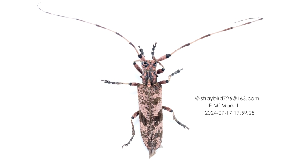 Uraecha chinensis from 中国北京市门头沟区RHQJ+4FP 邮政编码: 102461 on July 17, 2024 ...