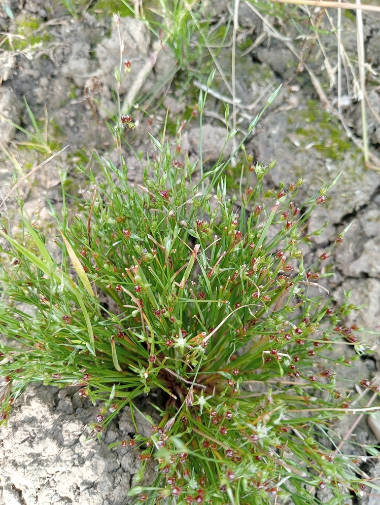 Toad rush from York YO26 6QL, UK on July 20, 2024 at 08:59 AM by ...