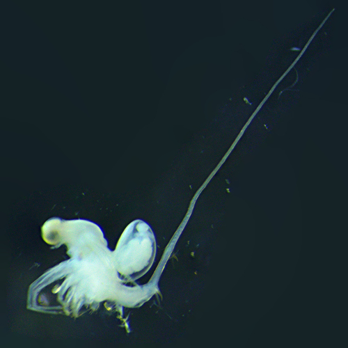 Spiny Water Flea (Bythotrephes cederstroemi) · iNaturalist