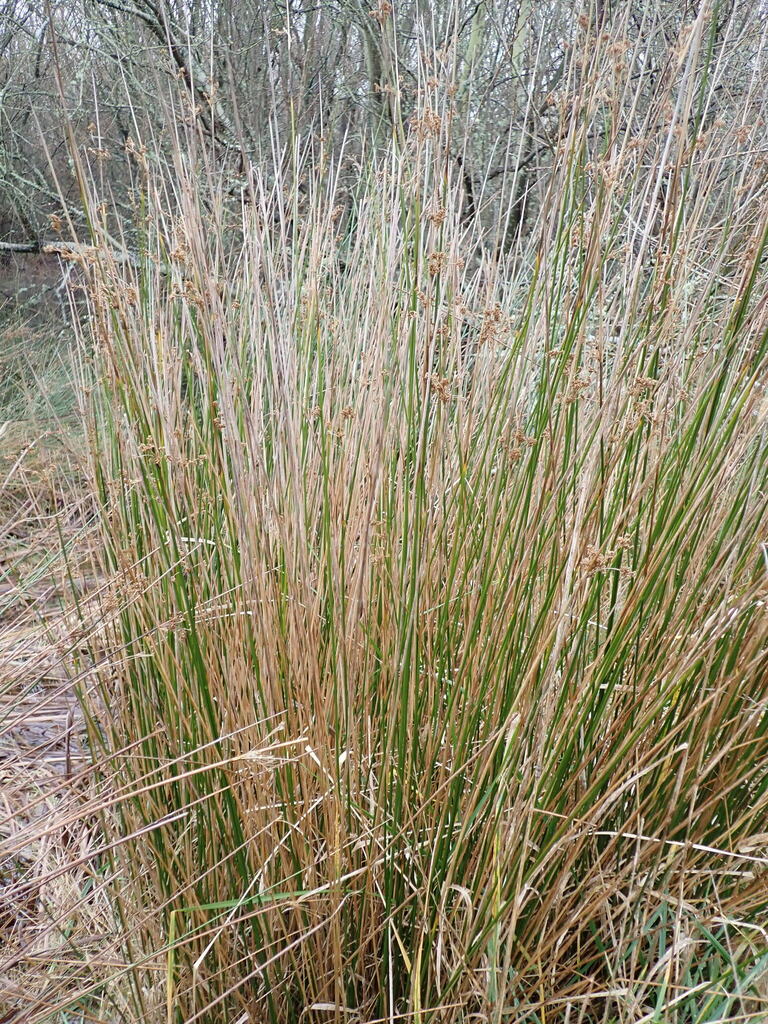 Wiwi from Harts Creek Wildlife Management Reserve, Selwyn, Canterbury ...