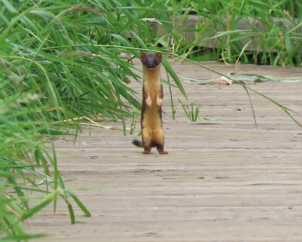 Long-tailed Weasel from North Creek, WA, USA on June 3, 2019 at 12:25 ...