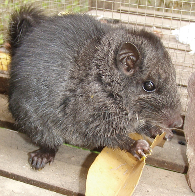 Laotian Rock Rat (Laonastes aenigmamus) - Know Your Mammals