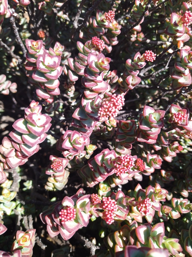 Kebab Bush from Cacadu, ZA-EC, ZA on July 20, 2024 at 11:20 AM by ...