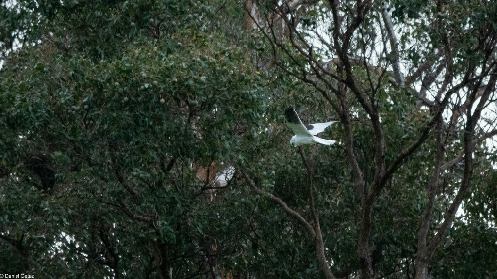 Black-shouldered Kite from Hithergreen WA 6280, Australia on July 20 ...