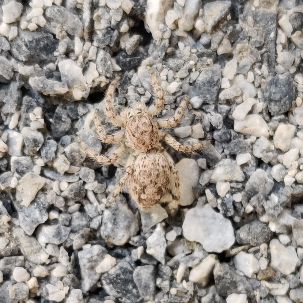 Plexippoides flavescens from JQ3R+4WW, Dushanbe, Tajikistan on July 20 ...