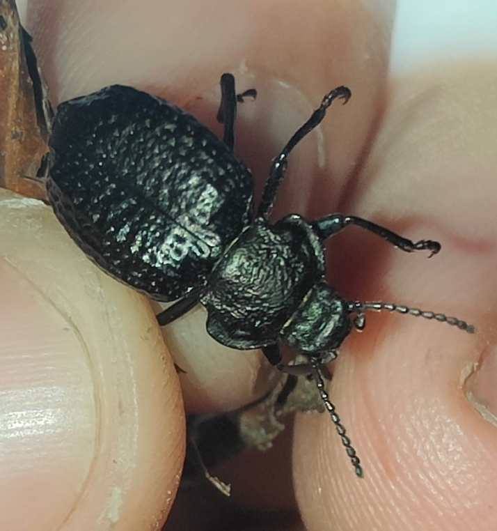 Adelium porcatum from Oaklands Junction VIC 3063, Australia on October ...