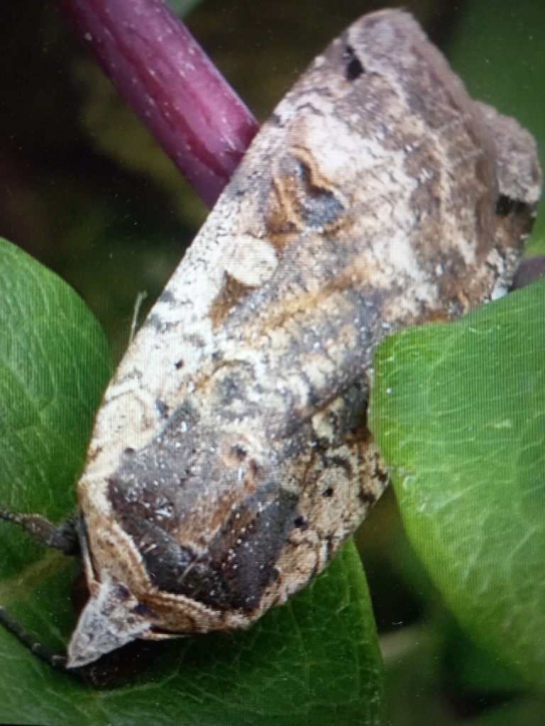Large Yellow Underwing from Rochdale OL11, UK on July 20, 2024 at 10:15 ...