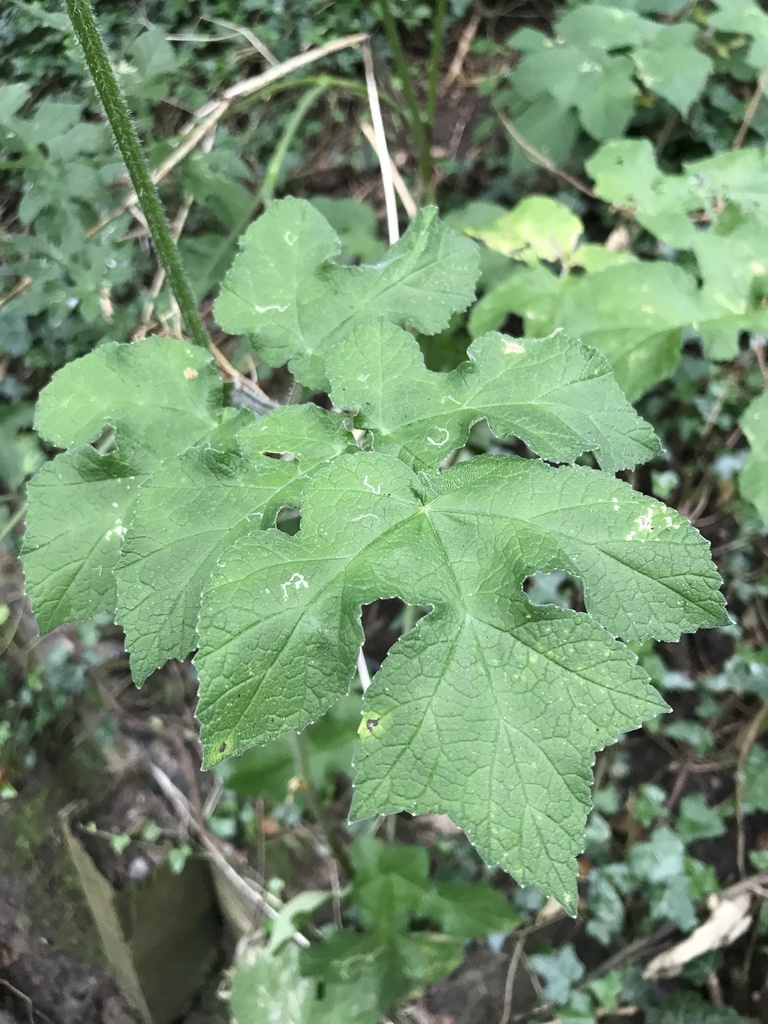hogweed from Brook Farm Open Space, London, England, GB on July 20 ...