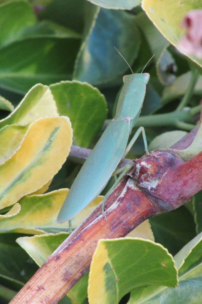 Australian Garden Mantis from Perrin St, Oaklands Park SA 5046 ...