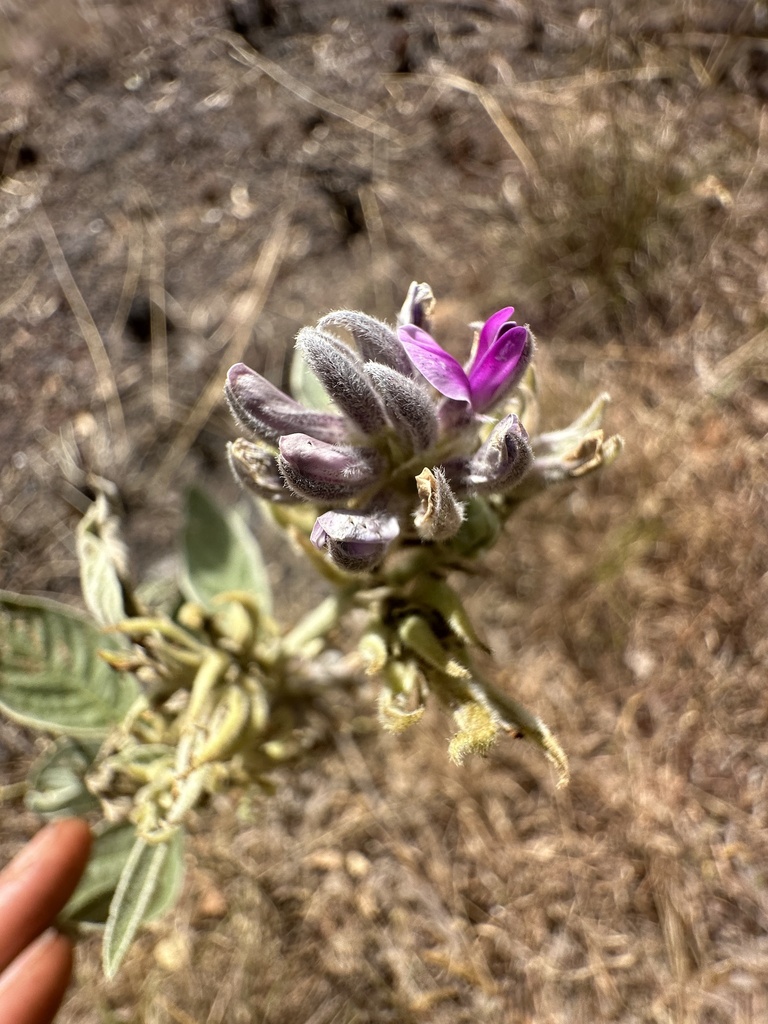 Cullen badocanum from East Arnhem - Bal, AU-NT, AU on July 18, 2024 at ...