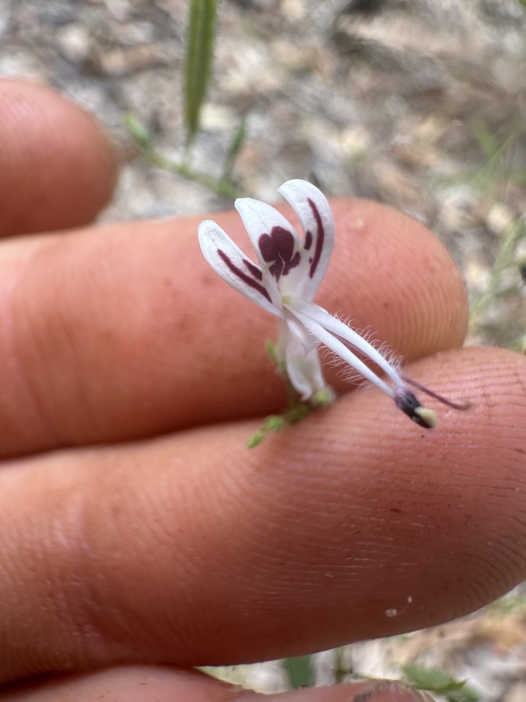 Green Chiretta from East Arnhem - Bal, AU-NT, AU on July 18, 2024 at 01 ...