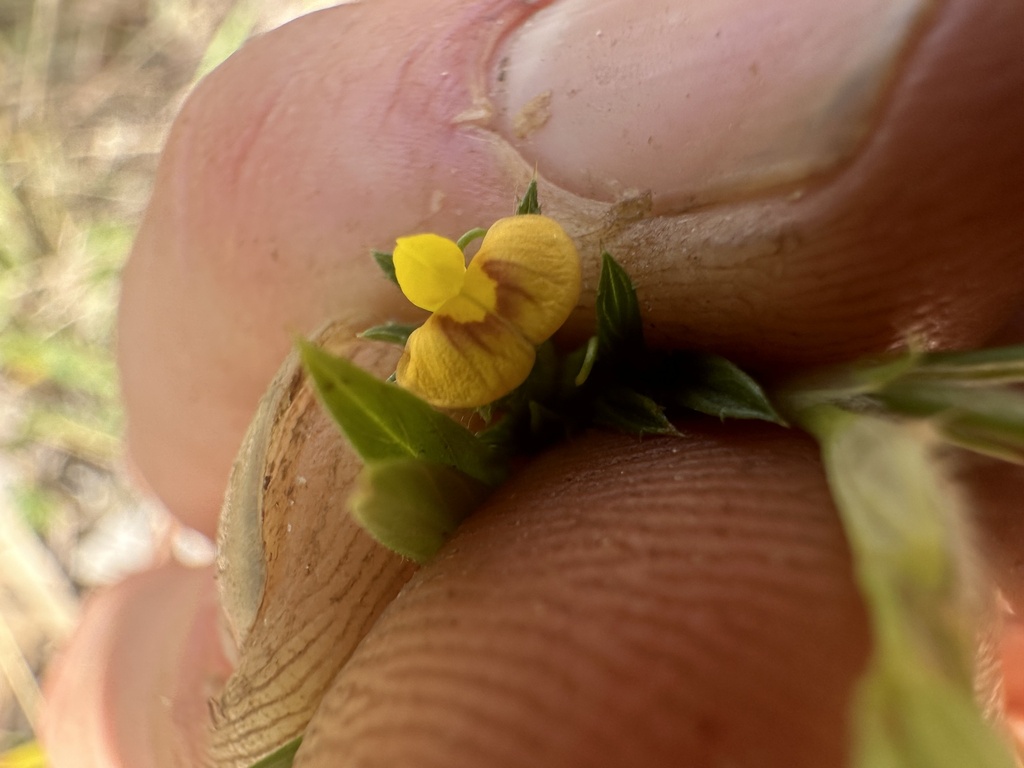 Stylosanthes from East Arnhem - Bal, AU-NT, AU on July 18, 2024 at 01: ...