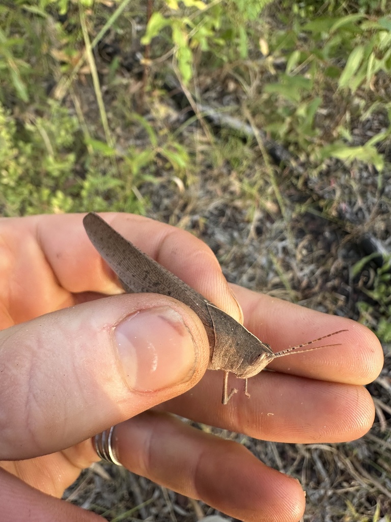 Tropical Gumleaf Grasshopper from East Arnhem - Bal, AU-NT, AU on July ...