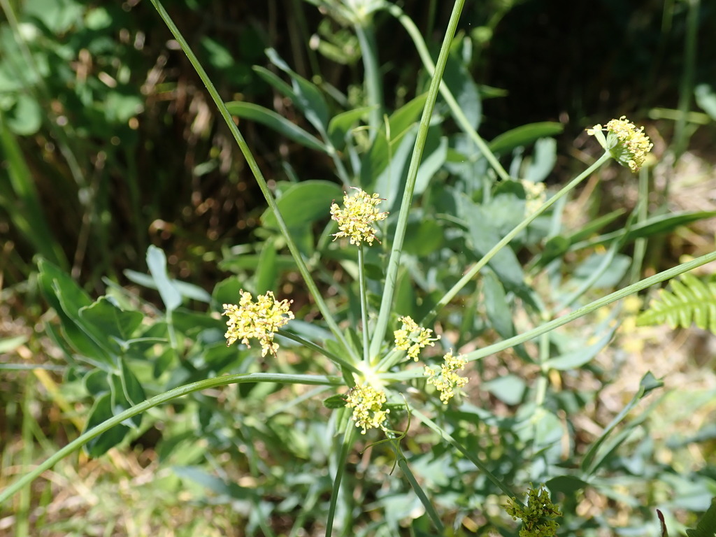 Barestem Biscuitroot from Powell River, British Columbia, Canada on ...