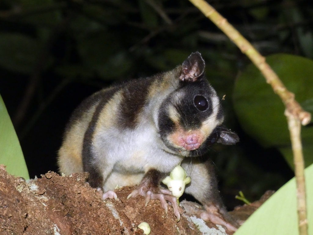 Striped Possum from Candlenut on July 20, 2024 at 08:23 PM by Kai ...