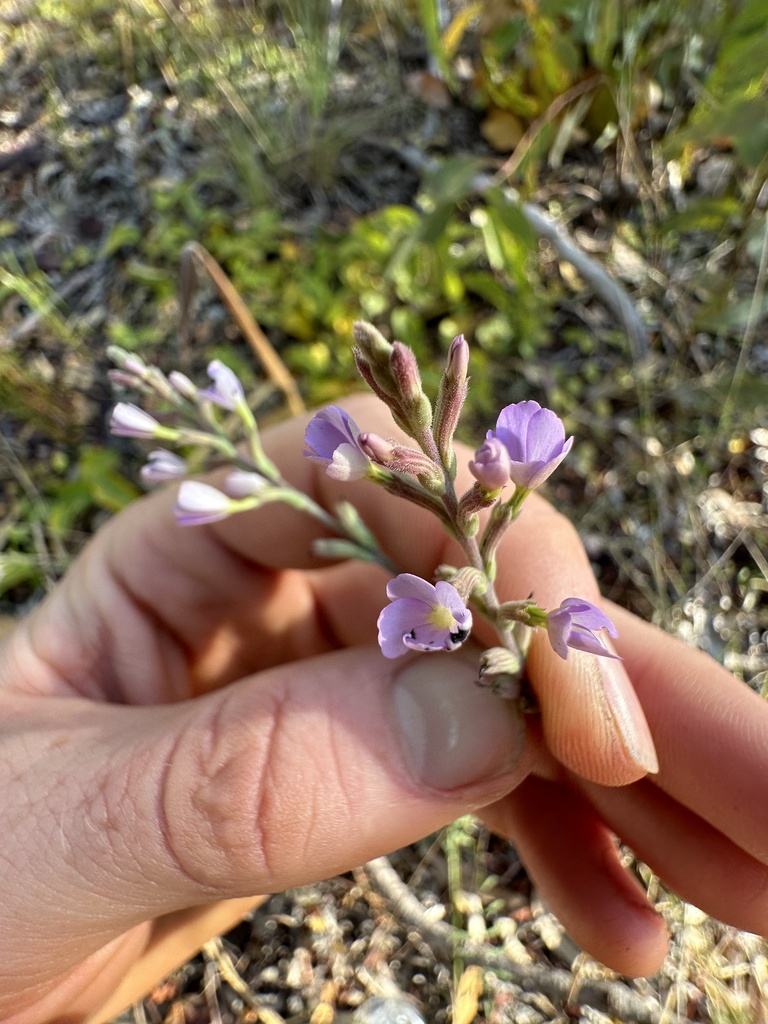 bluehearts from East Arnhem - Bal, AU-NT, AU on July 19, 2024 at 08:28 ...