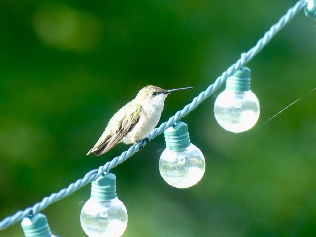 Ruby-throated Hummingbird from Lindgren Rd, Springfield, VT, US on July ...