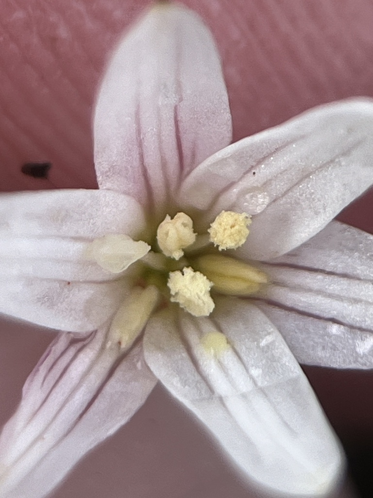Twisted Snowflake from Overberg District Municipality, South Africa on ...