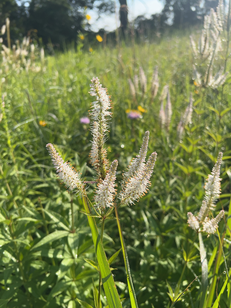 Culver's root from Wixom on July 20, 2024 at 08:40 AM by Tara Michele ...