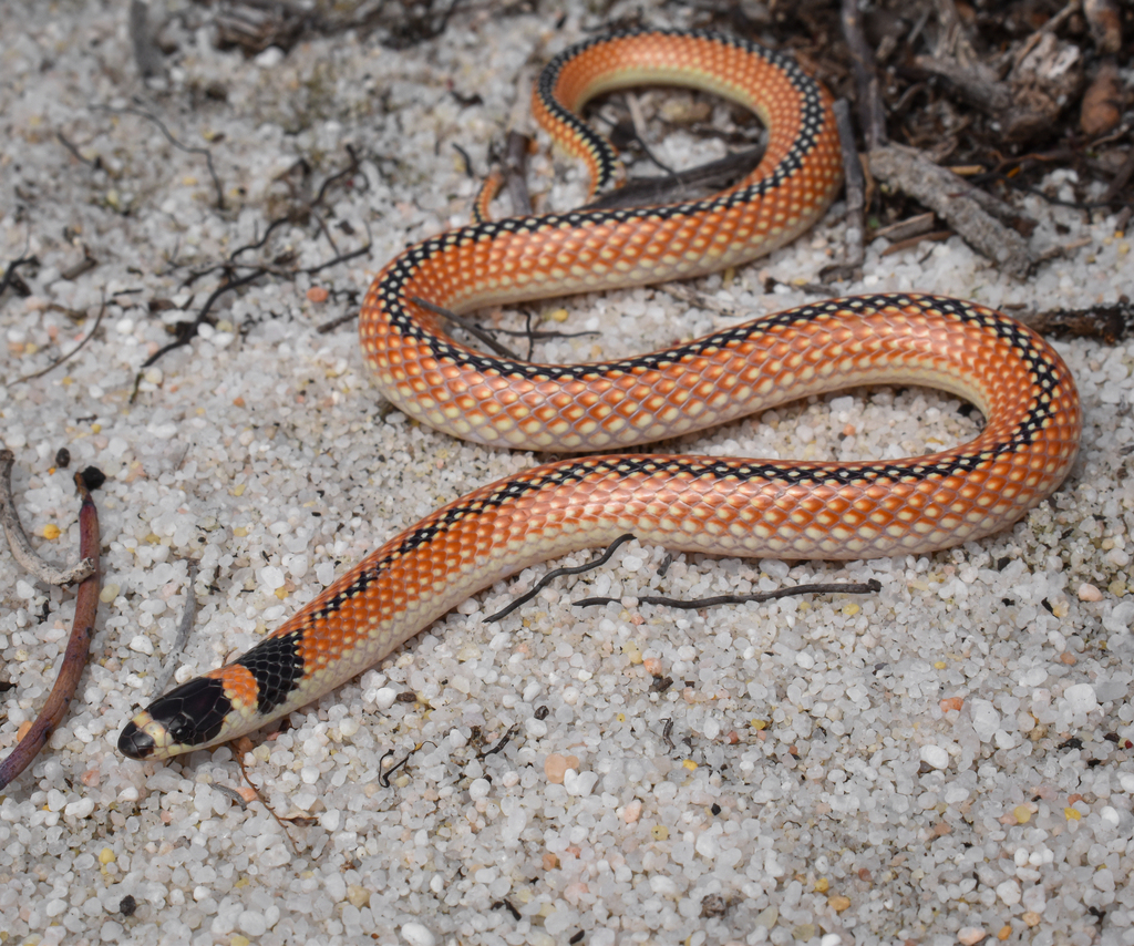 Black-striped Burrowing Snake in July 2024 by Forrest He · iNaturalist