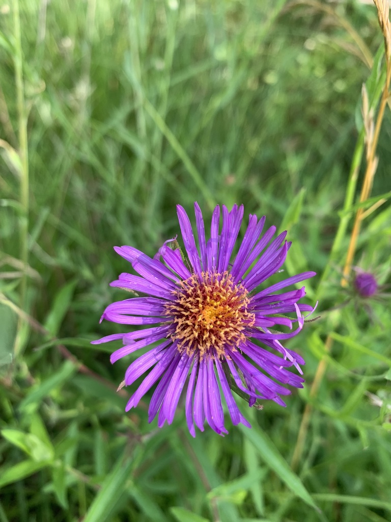 New England aster from Inverhuron Provincial Park, Kincardine, ON, CA ...