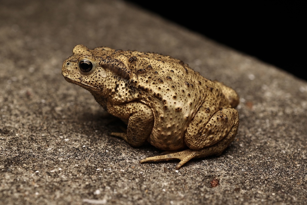 Asiatic Toad from 如心小镇景区, 舟山市, 浙江省, CN on July 20, 2024 at 07:57 PM by ...